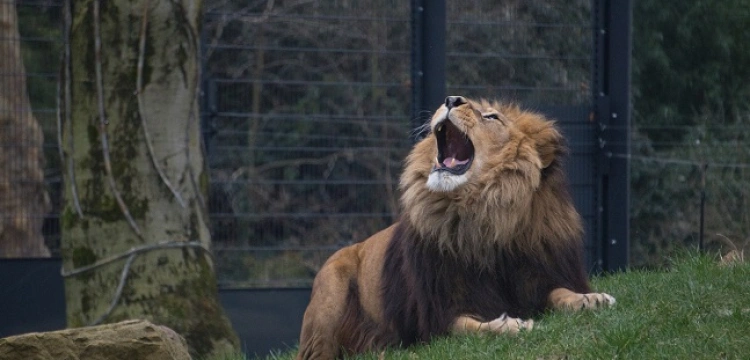 Słowacja. Lew pożarł swojego właściciela | Fronda.pl